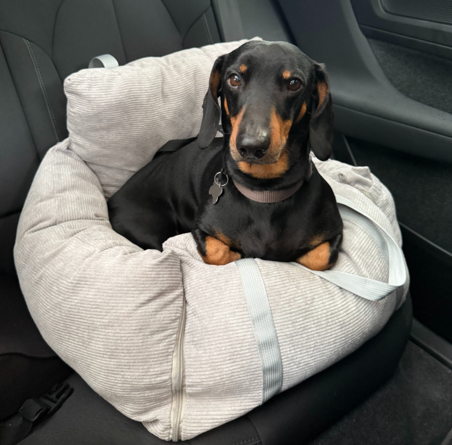 Hundekorb für Autositz | Komfortabel reisen mit Hund – VIAMAJA.DE